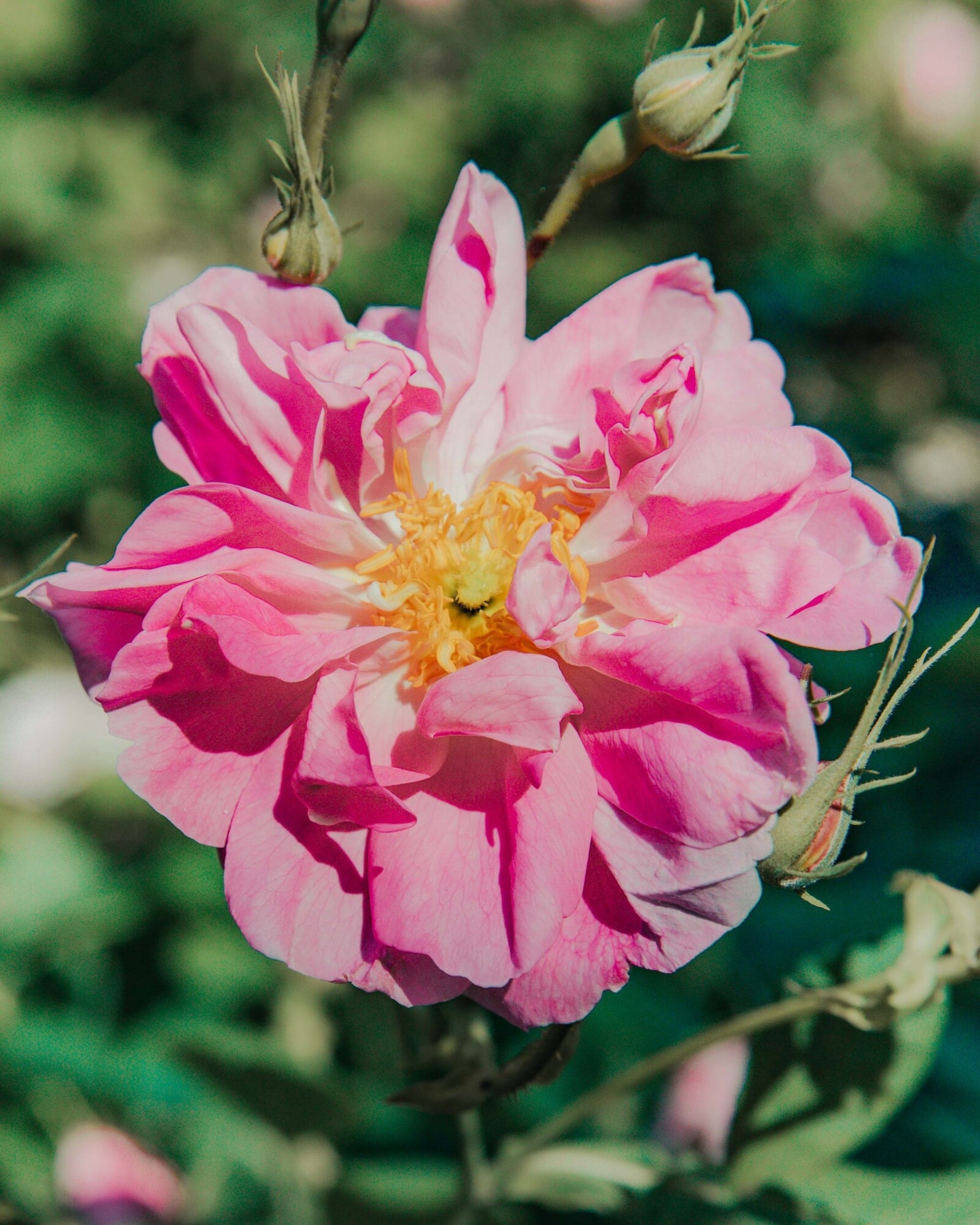 Louis Vuitton: A Perfume Atlas | LOUIS VUITTON